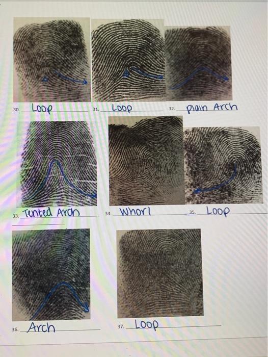 Solved 30 Loop 31. Loop 32 Plain Arch Tented Arch Whor 34 35 | Chegg.com