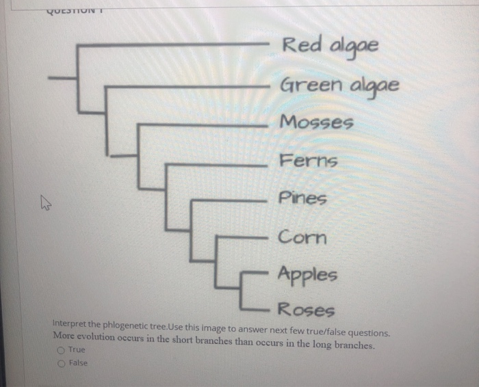 Solved QUESTTUTT Red algae Green algae Mosses Ferns Pines | Chegg.com