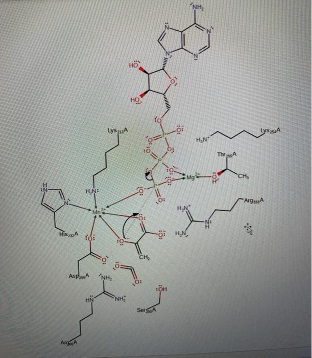 Solved Phosphoenolpyruvate carboxykinase (PEPCK, figure | Chegg.com