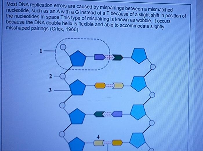 Solved Most DNA replication errors are caused by mispalrings | Chegg.com