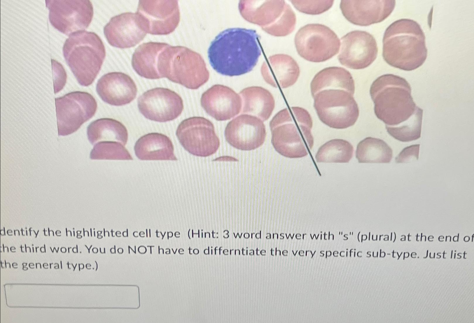 Solved dentify the highlighted cell type (Hint: 3 word | Chegg.com Solved dentify the highlighted cell type (Hint: 3 word | Chegg.com