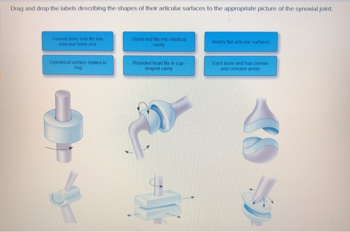 Solved Drag and drop the labels describing the shapes of | Chegg.com
