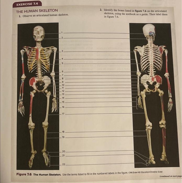 Solved THE HUMAN SKELETON 2. Identify the bones listed in | Chegg.com