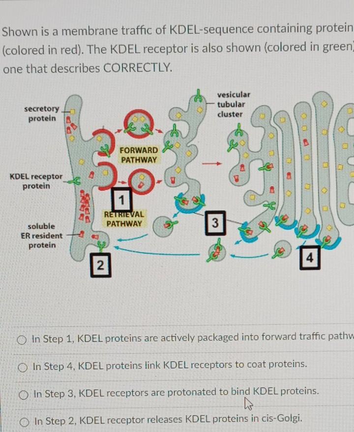 Solved Shown is a membrane traffic of KDEL-sequence | Chegg.com