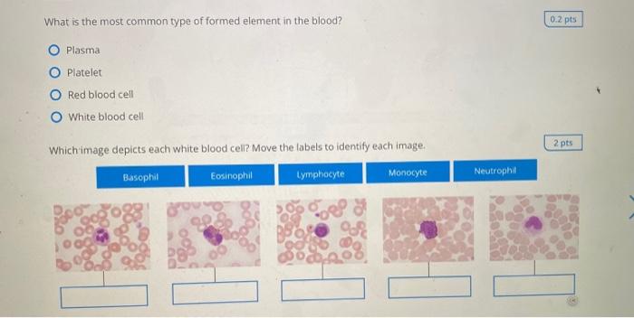 Solved What is the most common type of formed element in the | Chegg.com