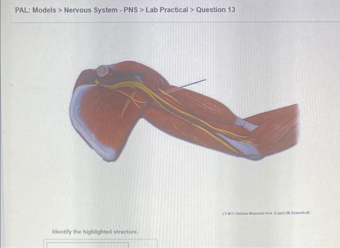 PAL: Models > Nervous System - CNS > Lab Practical > | Chegg.com