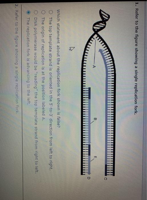 Solved 1. Refer to the figure showing a single replication | Chegg.com