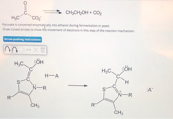 Solved Pyruvate is converted enzymatically into ethanol | Chegg.com