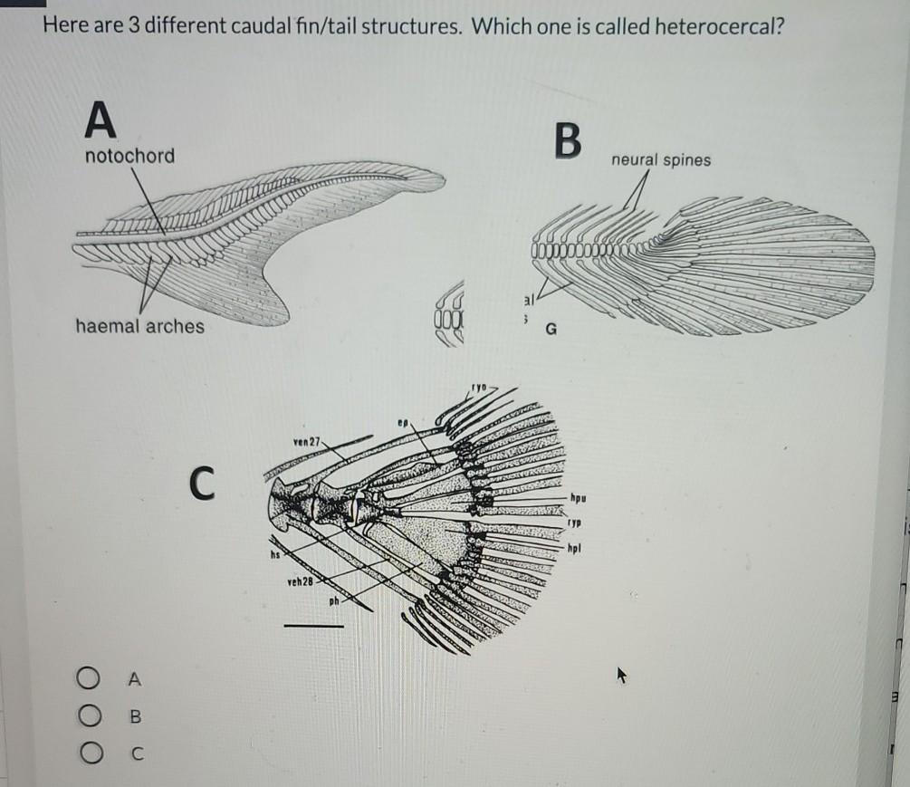 Solved Here are 3 different caudal fin/tail structures. | Chegg.com