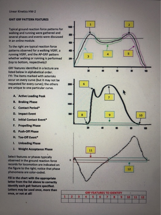 Solved Linear Kinetics HW-2 GAIT GRF PATTERN FEATURES 5 | Chegg.com