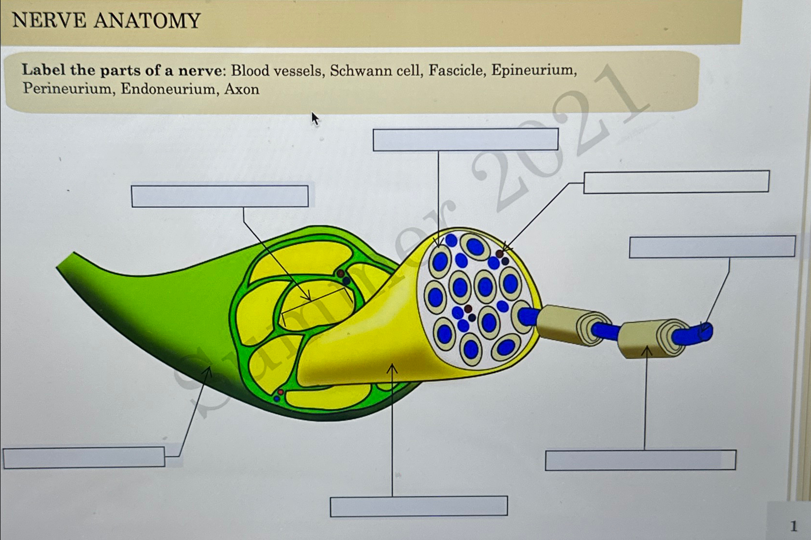 Solved NERVE ANATOMYLabel the parts of a nerve: Blood | Chegg.com