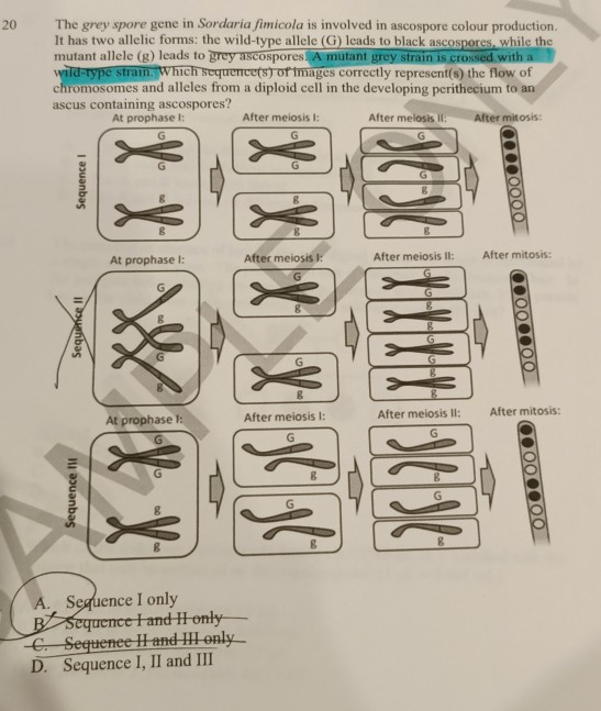 Solved 20 The grey spore gene in Sordaria fimicola is | Chegg.com