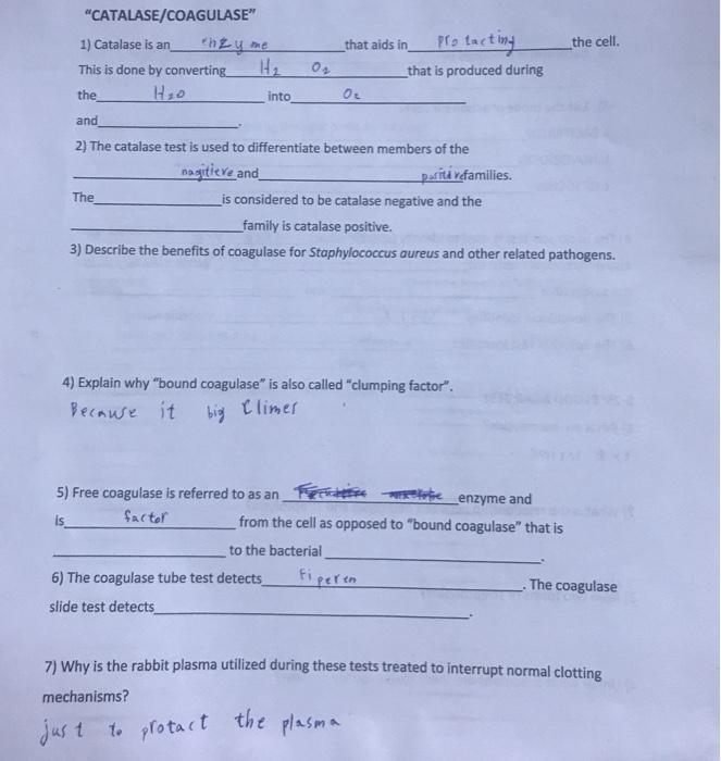 Solved "CATALASE/COAGULASE" 1) Catalase is an enzyme This is | Chegg.com