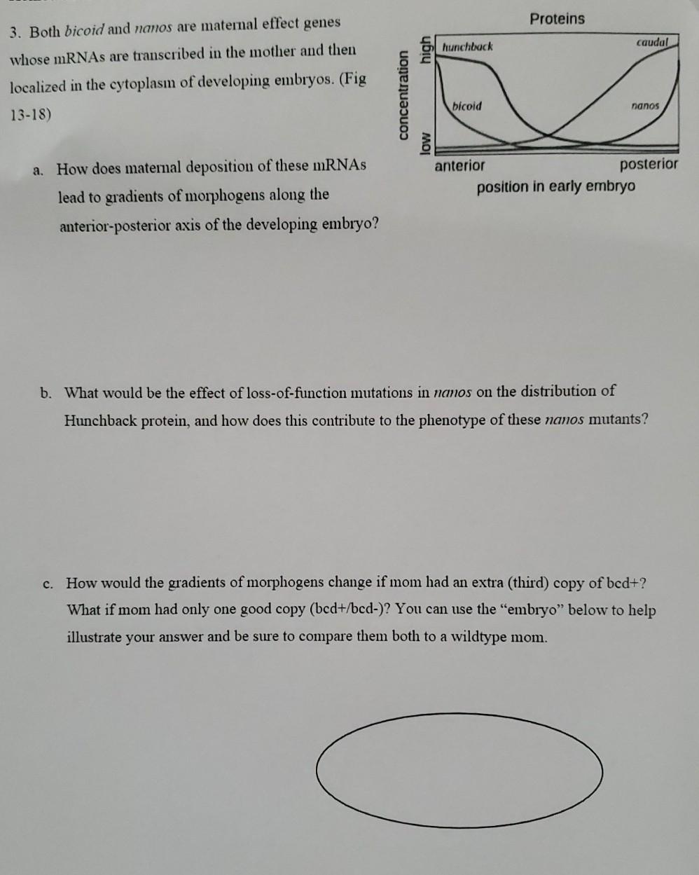 Solved Proteins hunchback caudal Ubu 3. Both bicoid and | Chegg.com