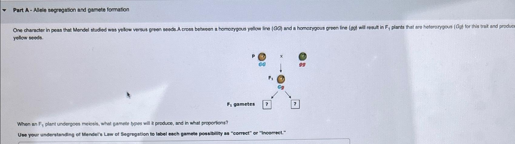 Solved Part A - ﻿Allele segregation and gamete formationOne | Chegg.com
