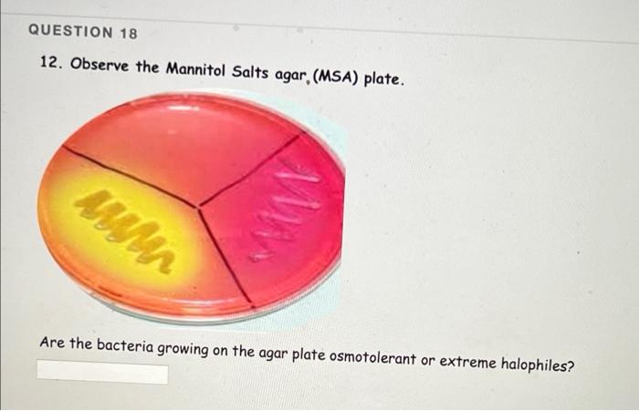 Solved QUESTION 17 12. Observe the Mannitol Salts agar (MSA) | Chegg.com