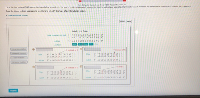 Solved A true reversion occurs when the wild-type DNA | Chegg.com Solved A true reversion occurs when the wild-type DNA | Chegg.com