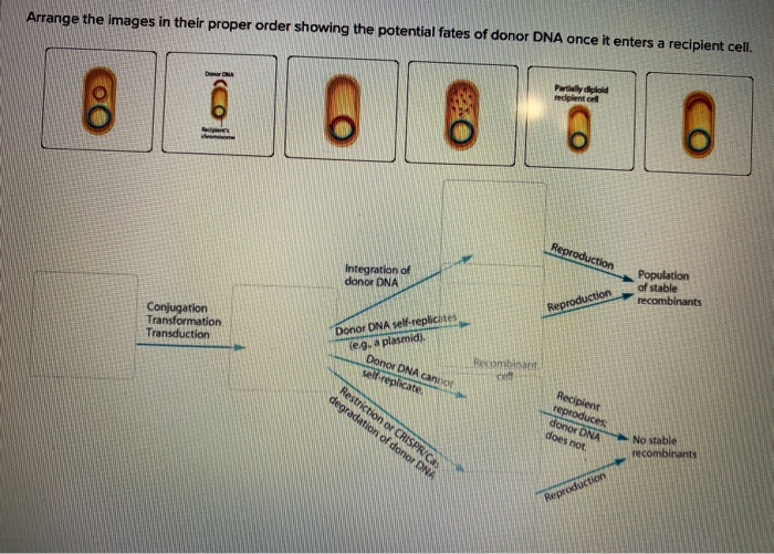 Solved Arrange the images in their proper order showing the | Chegg.com