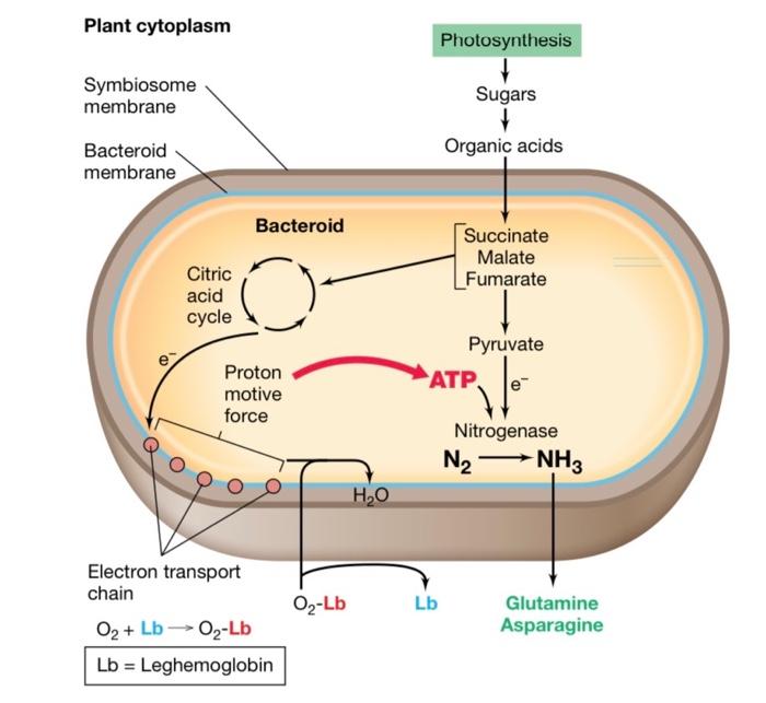 Solved Plant cytoplasm Photosynthesis Symbiosome membrane | Chegg.com
