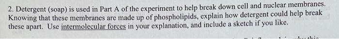 Solved 2. Detergent (soap) is used in Part A of the | Chegg.com