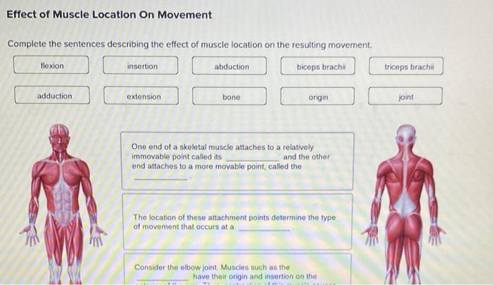 Solved Effect of Muscle Location On Movement Complete the | Chegg.com