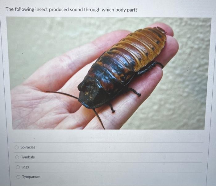 Solved The following insect produced sound through which | Chegg.com