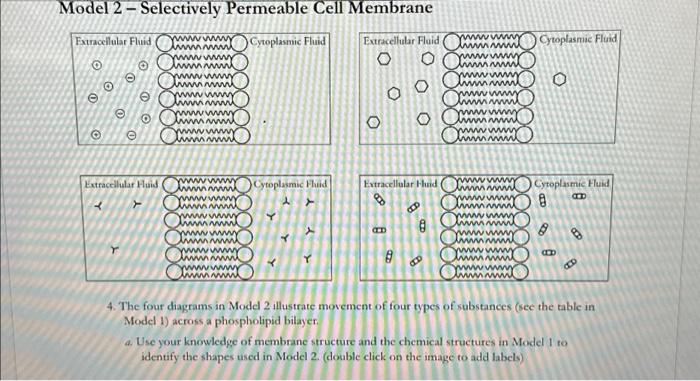 Model 2 - Selectively Permeable Cell Membrane | Chegg.com