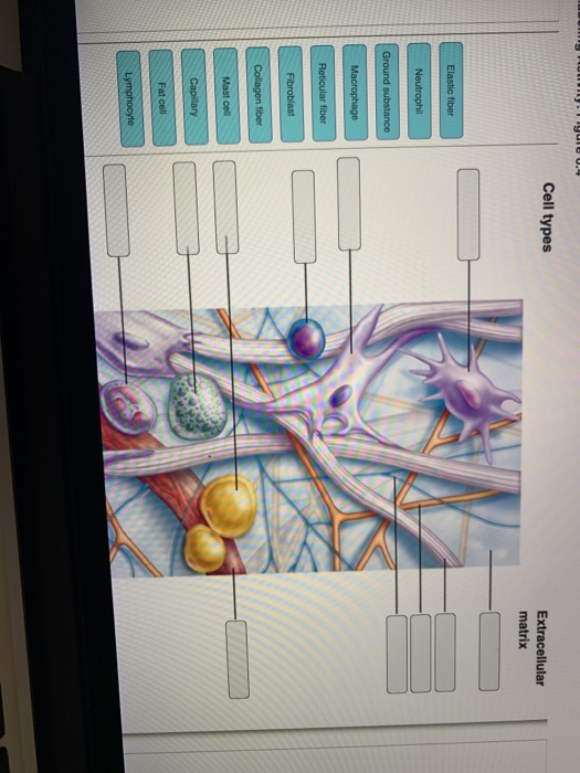 Solved Cell types Extracellular matrix Elastic fiber | Chegg.com