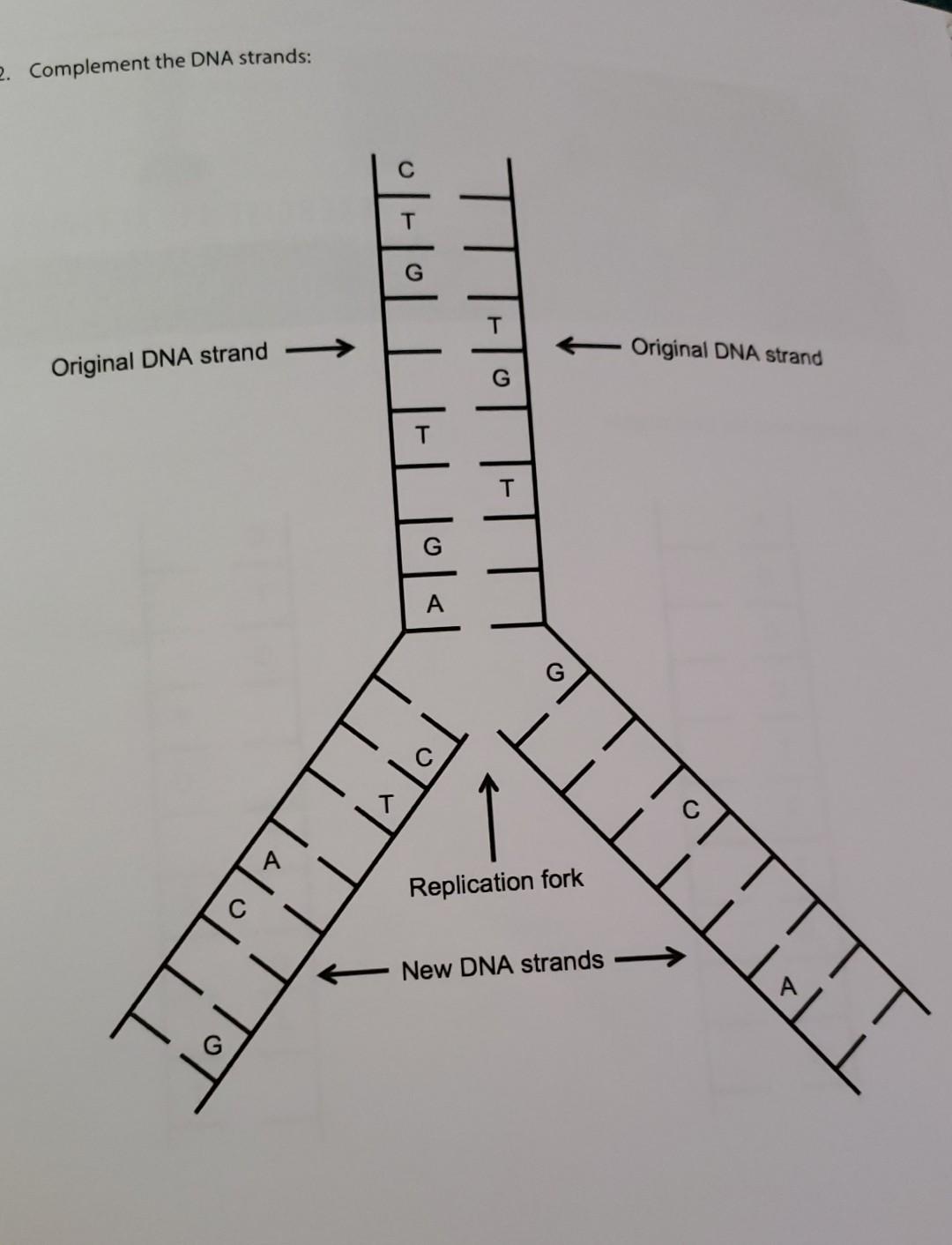 Solved 2. Complement the DNA strands: - Original DNA strand | Chegg.com