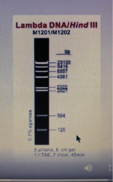 Solved . If the 1 bacteriophage genome is linear, how many | Chegg.com
