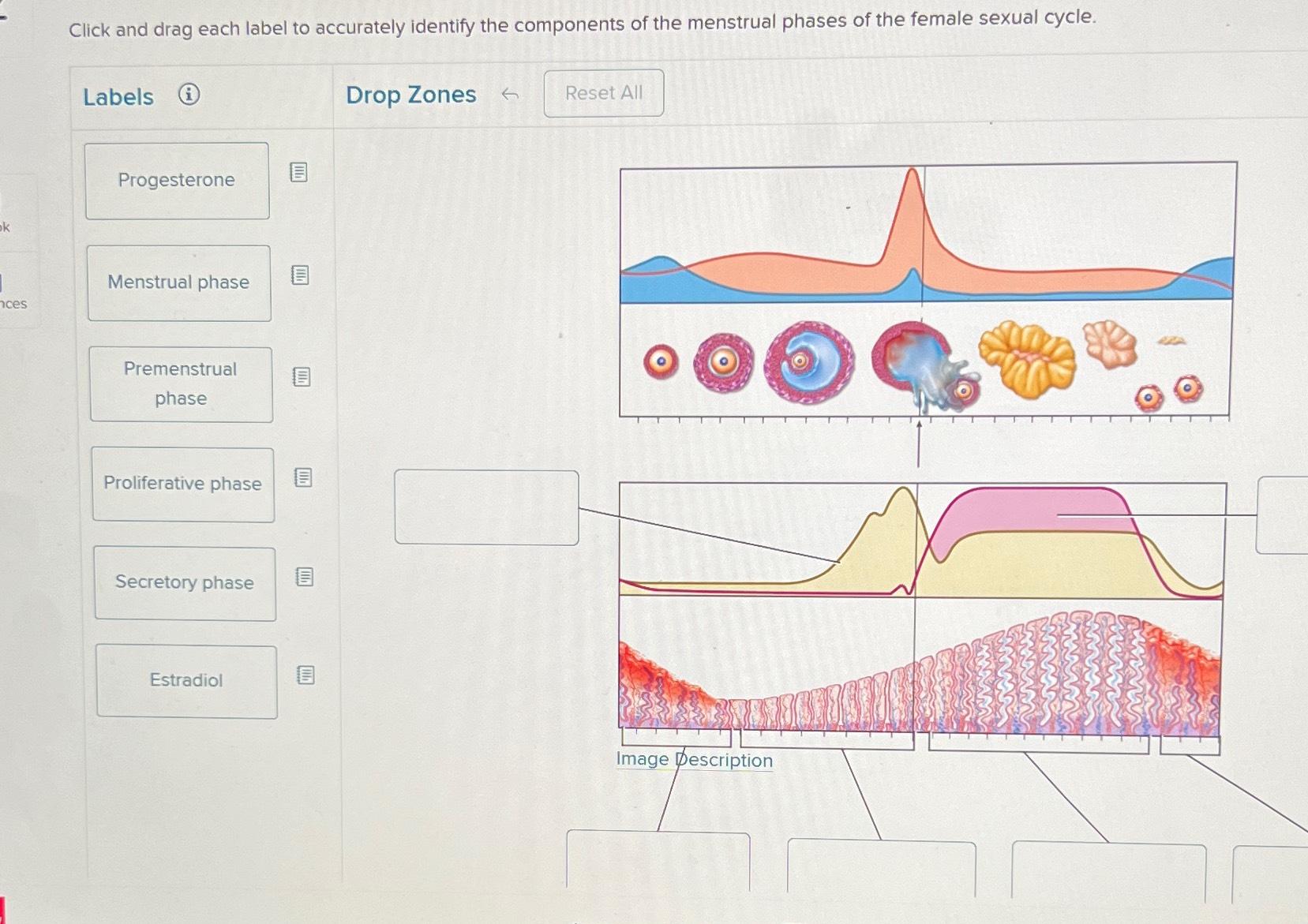 Solved Click and drag each label to accurately identify the | Chegg.com