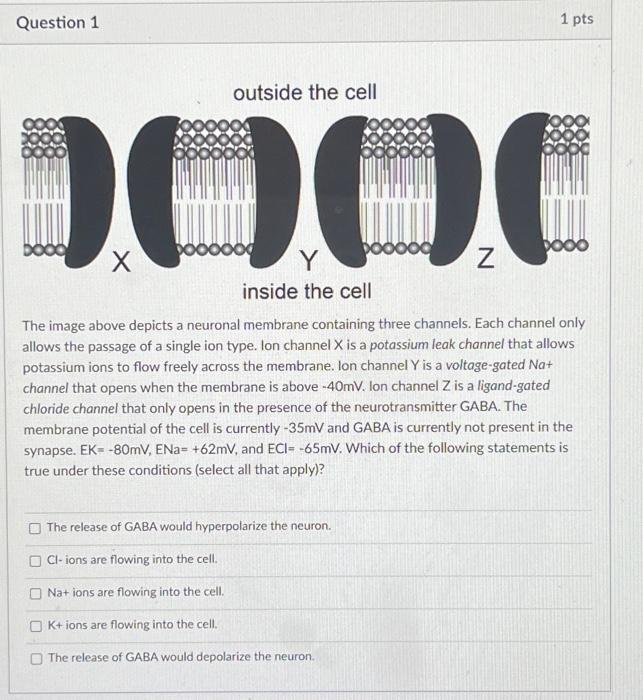 Solved The image above depicts a neuronal membrane | Chegg.com