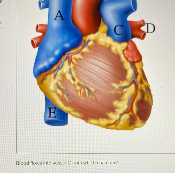 Solved Blood flows into vessel C from which chamber? | Chegg.com