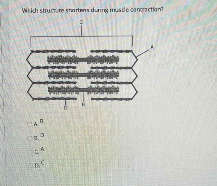 Solved Which structure shortens during muscle contraction? B | Chegg.com