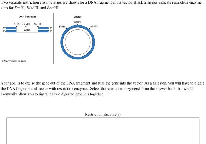 Solved Two separate restriction enzyme maps are shown for a | Chegg.com
