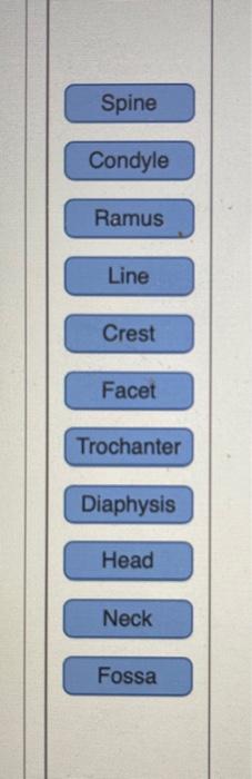 Spine Condyle Ramus Line Crest Facet Trochanter | Chegg.com