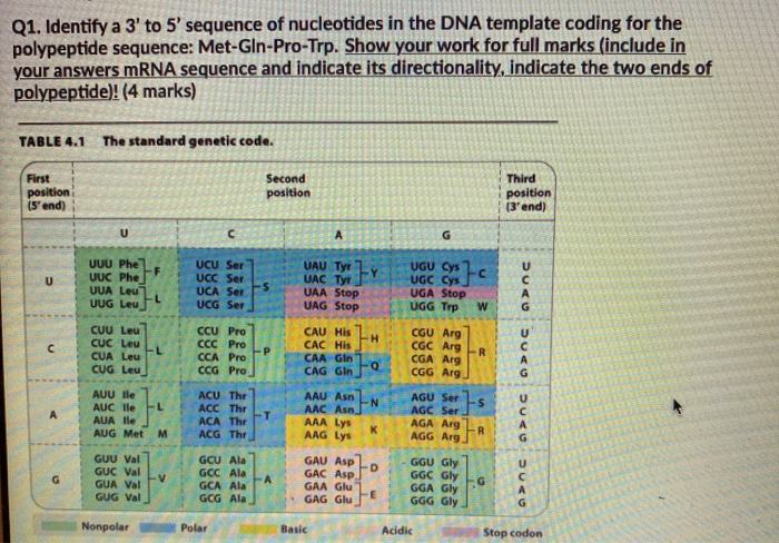 Solved Q1. Identify a 3' to 5' sequence of nucleotides in | Chegg.com