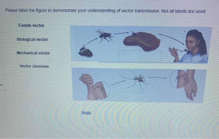 Solved Please label the figure to demonstrate your | Chegg.com