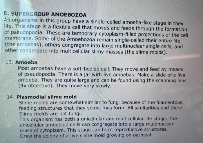 Solved Rhizarians are unicellular heterotrophic protists | Chegg.com