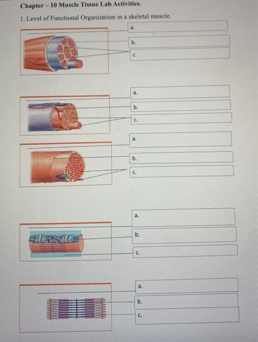 Solved Chapter - 10 Muscle Tissue Lab Activities. 1. Level | Chegg.com