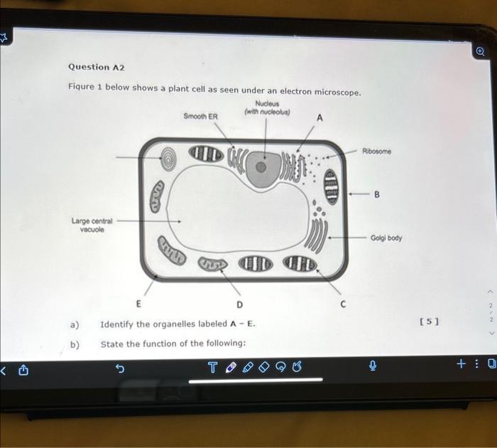 Solved Fiqure 1 below shows a plant cell as seen under an | Chegg.com