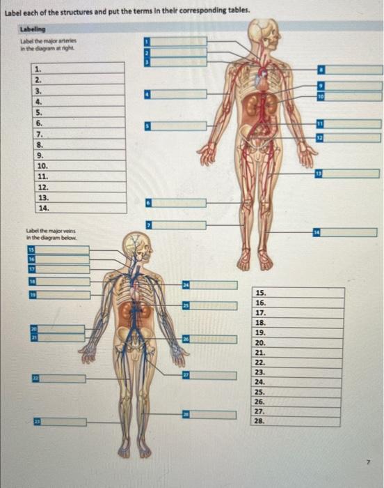Solved Label each of the structures and put the terms in | Chegg.com