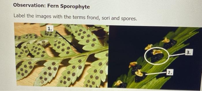 Solved Observation: Fern Sporophyte Label the images with | Chegg.com
