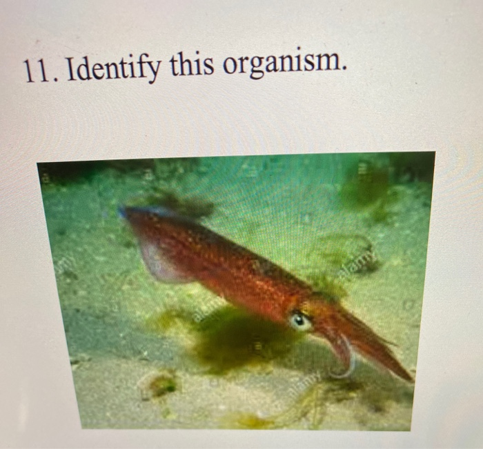 Solved 10. A. Identify this organism. 11. Identify this | Chegg.com