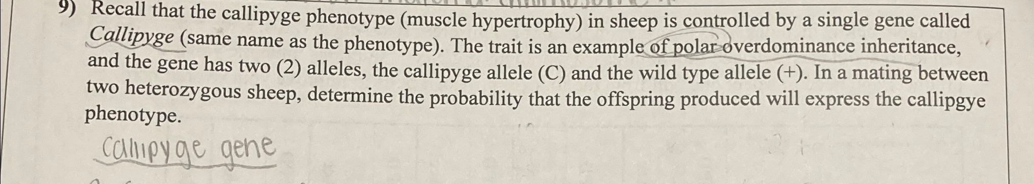 Solved Recall that the callipyge phenotype (muscle | Chegg.com