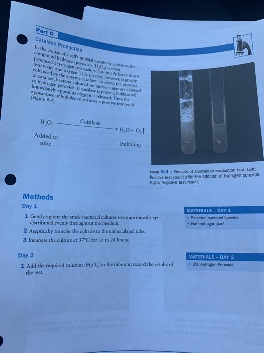 Solved Bacterial Biochemical Tests tube, called a Durham | Chegg.com