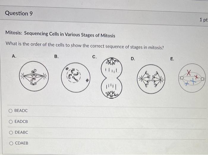 Solved Mitosis; Sequence of Stages Number the names of the | Chegg.com