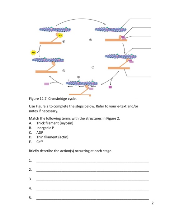 Solved ATP Figure 12.7. Crossbridge cycle. Use Figure 2 to | Chegg.com