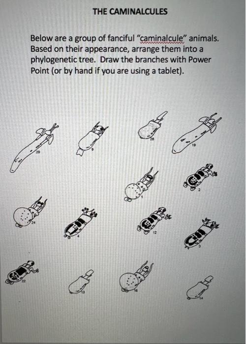 Solved THE CAMINALCULES Below are a group of fanciful | Chegg.com