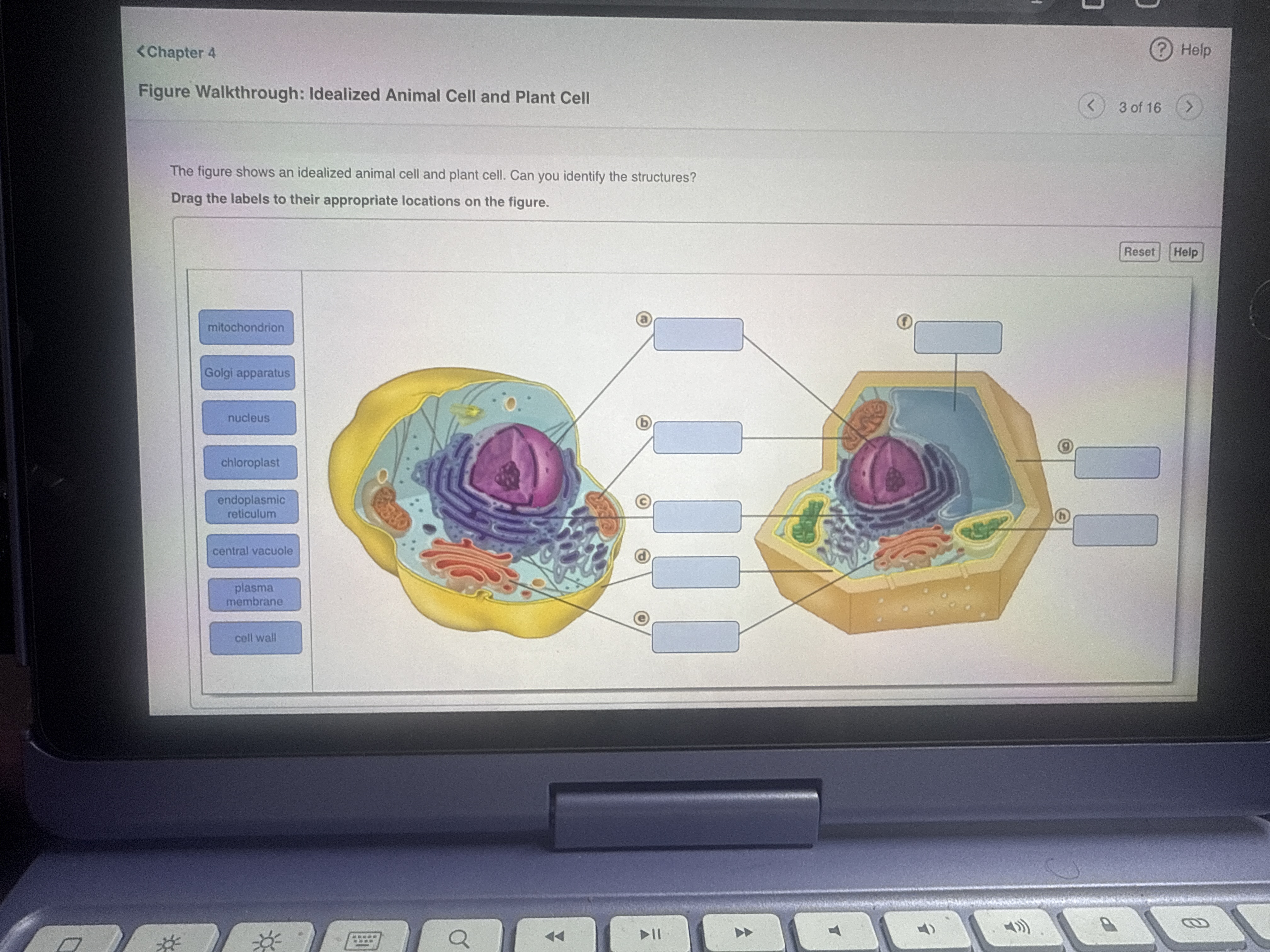 The figure shows an idealized animal cell and plant | Chegg.com